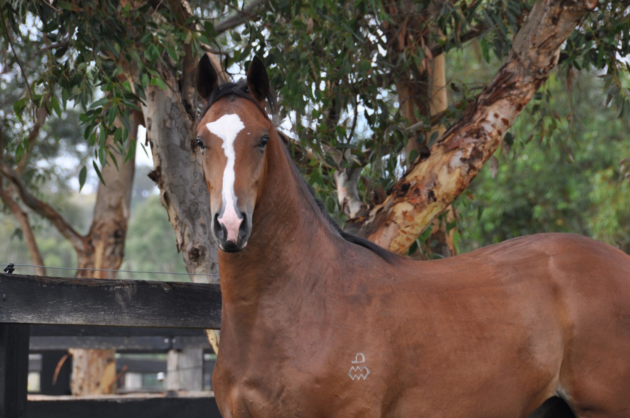 "J'ai dressé des chevaux en Australie"