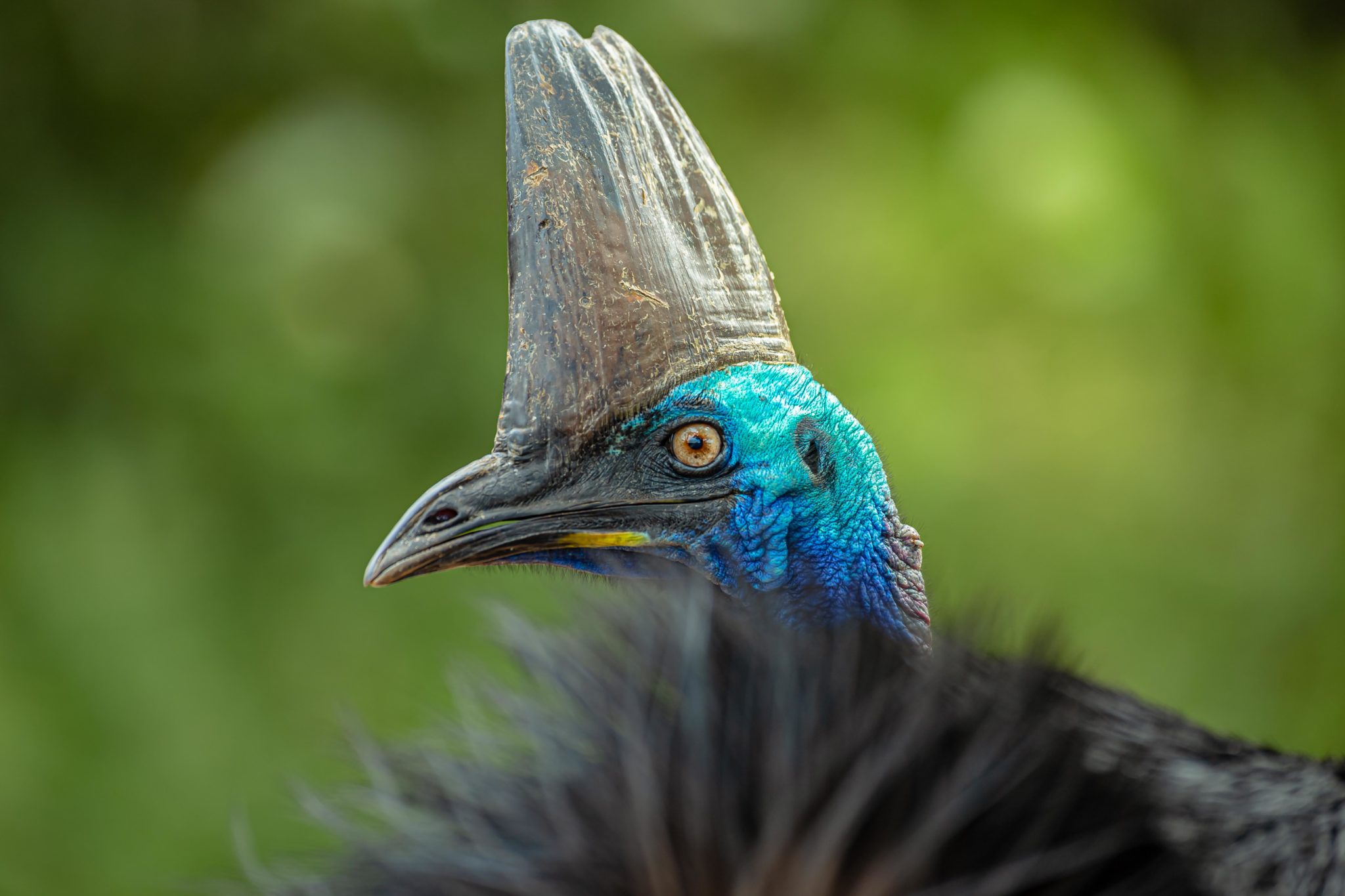 Fun Facts sur la faune australienne avec les photographes de Uumajuq